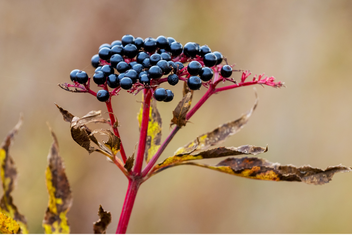 The best ways to incorporate elderberry into your routine – Elderlane™